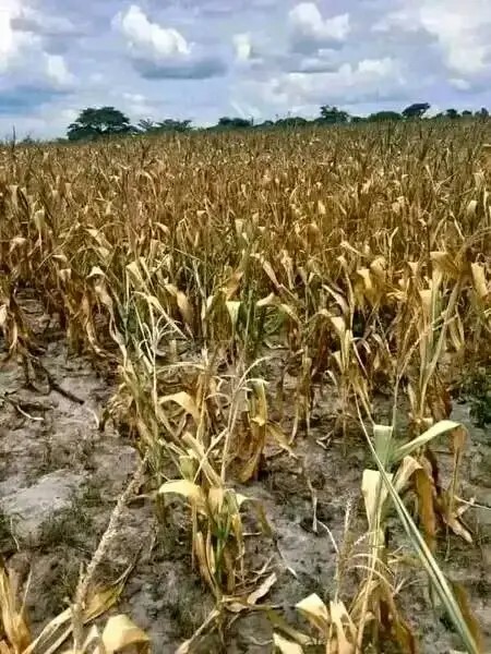 Catastrophic drought hits Southern Africa. - Brighter Futures Zambia
